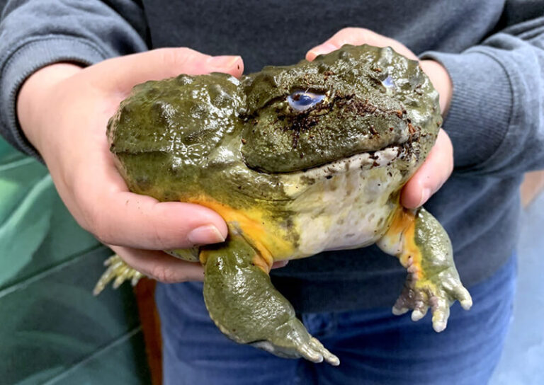 African Bullfrog Species - All About African Bullfrogs | Petiki