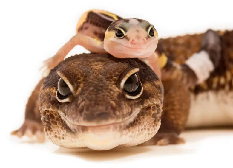All About African Fat-Tailed Geckos | Petiki