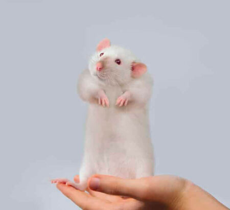 Albino Rat Breed - All About Albino Rats | Petiki