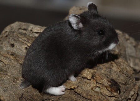 Black Hamster Breed - All About Black Hamsters | Petiki
