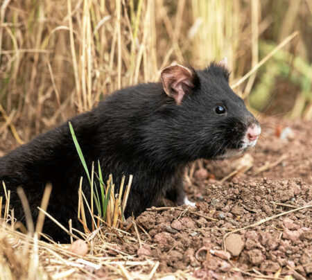 Black Hamster Breed - All About Black Hamsters | Petiki