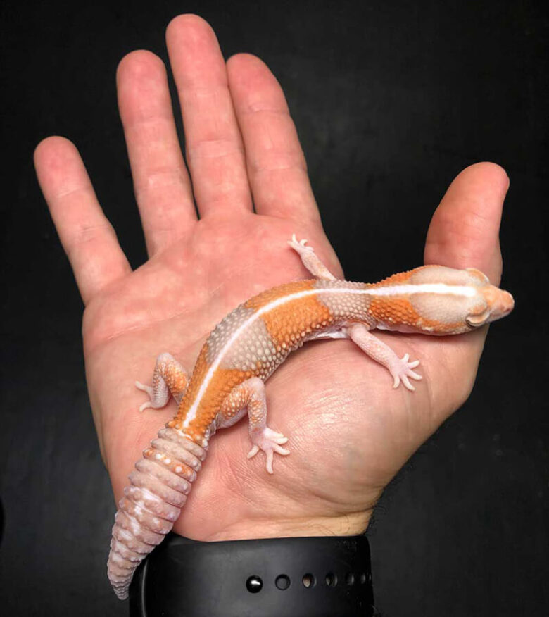 All About African Fat-Tailed Geckos | Petiki