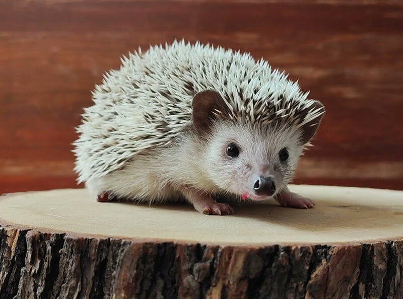 All About African Pygmy Hedgehogs Petiki