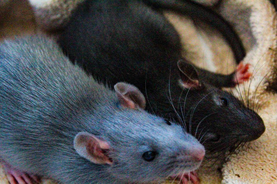 Blue Rat Breed - All About Blue Rats | Petiki