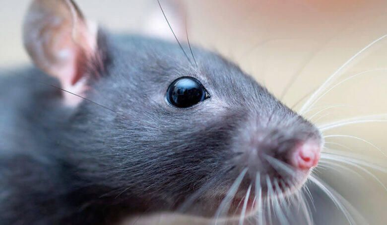 Blue Rat Breed - All About Blue Rats | Petiki
