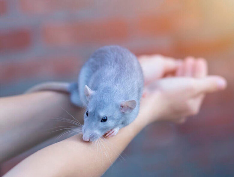 Blue Rat Breed - All About Blue Rats | Petiki