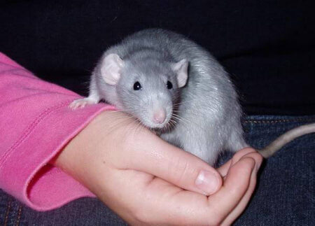 Blue Rat Breed - All About Blue Rats | Petiki