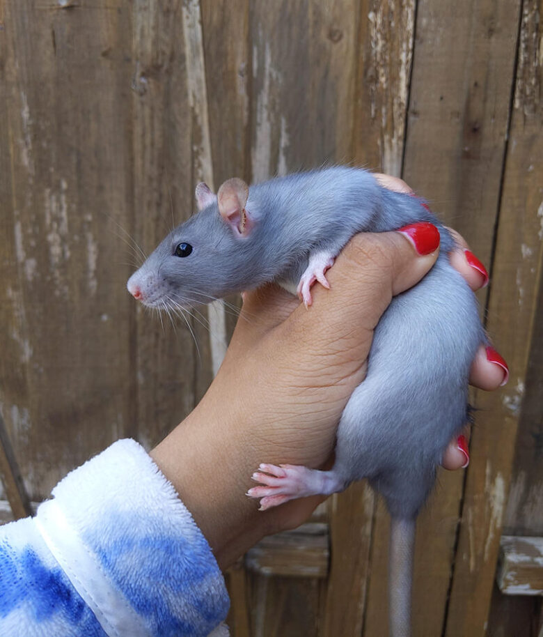 Blue Rat Breed - All About Blue Rats | Petiki